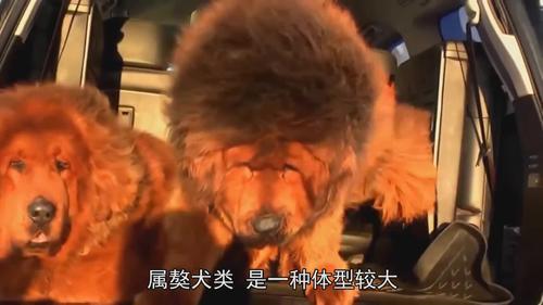 比特犬不服藏獒,大战一触即发,镜头记录精彩过程