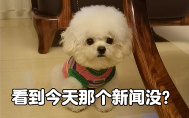 《小狗安全文明教育》