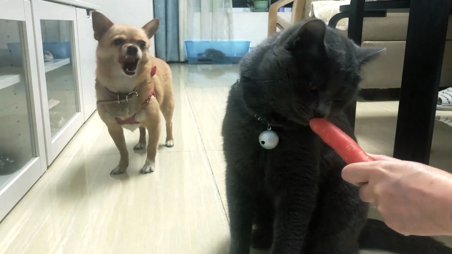 论胡萝卜的多功效养颜美容还好吃!最后懒猫的眼神笑死~