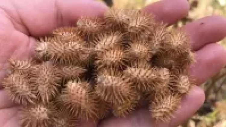 苍耳子泡脚到底有什么好处?这么多年都浪费了,我也是刚知道!