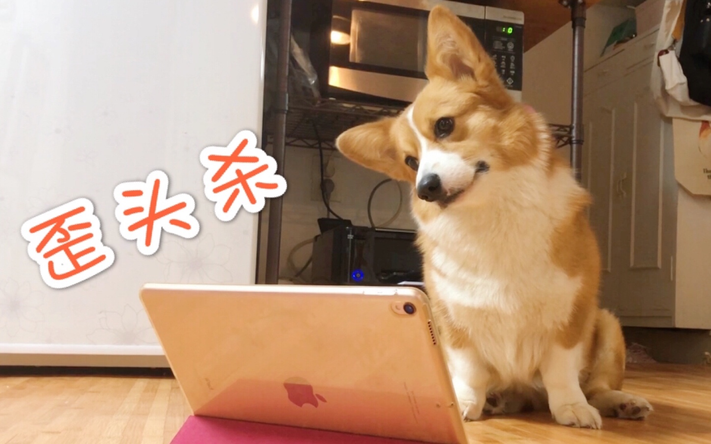 柯基cookie,看狗狗视频上演可爱的歪头杀