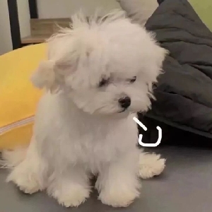 丸砸呀- 