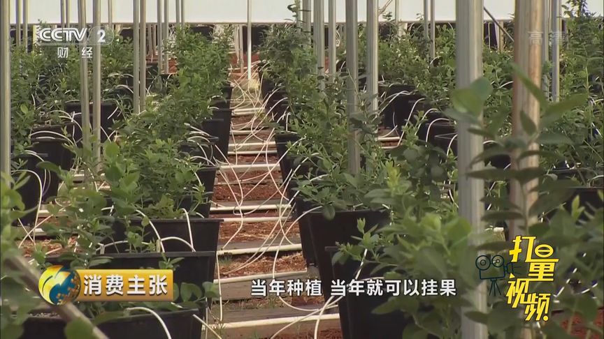 当年种植当年挂果,无土栽培种植蓝莓生长极快|央视网