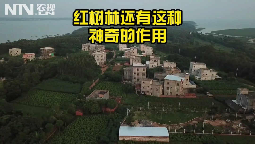 红树林还有这种神奇的作用