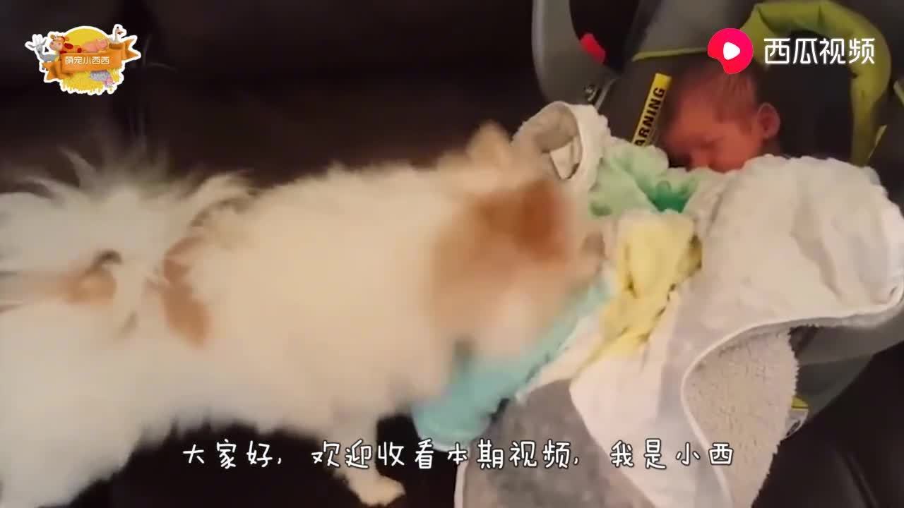 宝宝打了狗狗一下,狗狗转身就是一口,镜头拍下全过程!