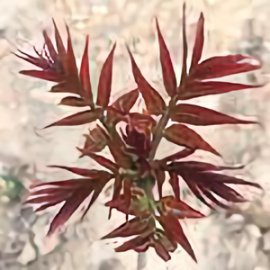 风尘志洁 