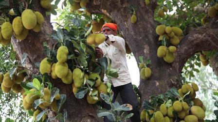 印度农村有种奇葩的果树,砍几刀才结果,很多人不认识!