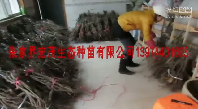多年生青钱柳苗包装场景