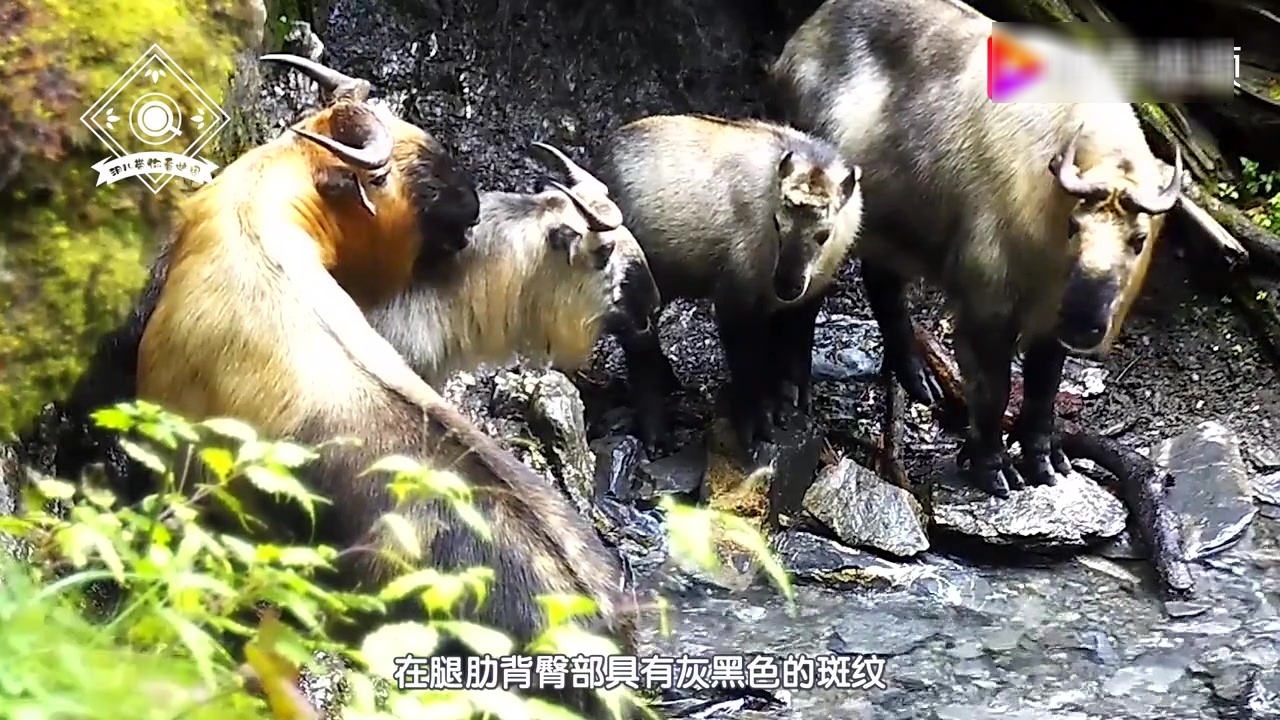我国所独有的濒危野生动物,被称为“六不像”的羚牛