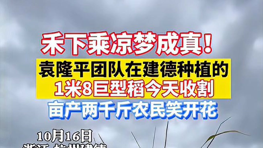 袁隆平团队种植的1米8巨型稻今天收割,亩产两千斤农民笑开花