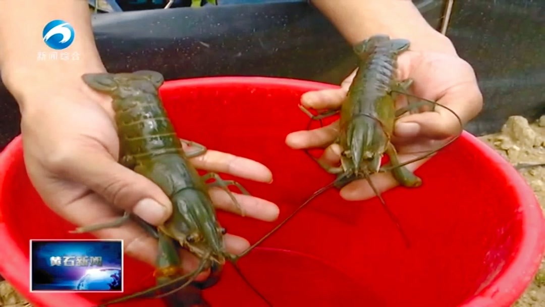 男子大规模养殖澳洲龙虾,高达30多万尾,初期就被人承包了