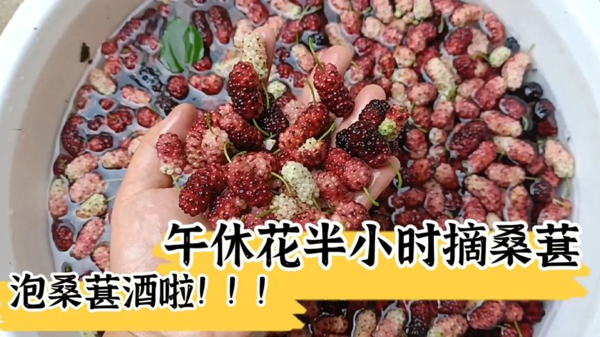 桑葚酒怎么泡好喝?简单的桑葚酒做法,比例要对,泡起来味道刚好