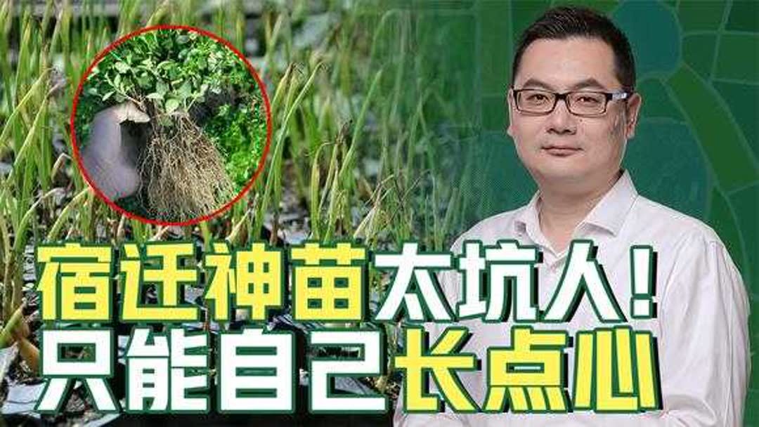 XX神苗、XX鸡苗,农业购销互评机制需要延长,基本信用不能没有了