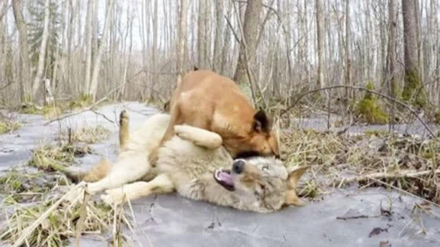 狗仗人势!狗狗以一敌三,一股气咬死三只狼,有靠山就是不一样