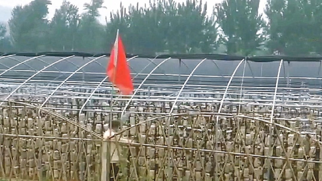 传统黑木耳生产,多为地摆全日照模式,易受自然条件影响产量不稳