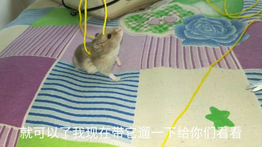 不花钱在家做仓鼠牵引线你信吗?超简单 超实用
