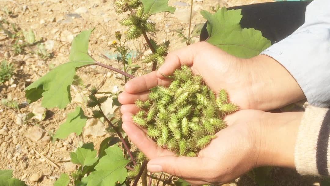 儿时常摘来玩的"苍耳子",全身上下都是宝,你知道它的作用吗?