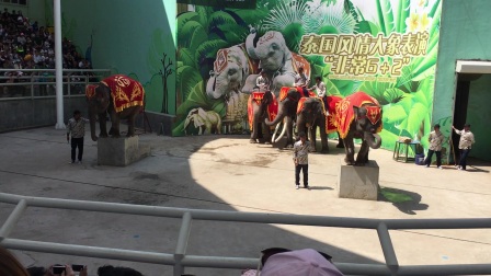 大连森林动物园表演