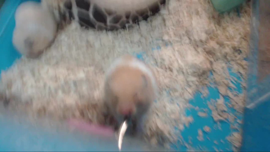 【胖嘟嘟成长记】全体成员露面 长很大了!