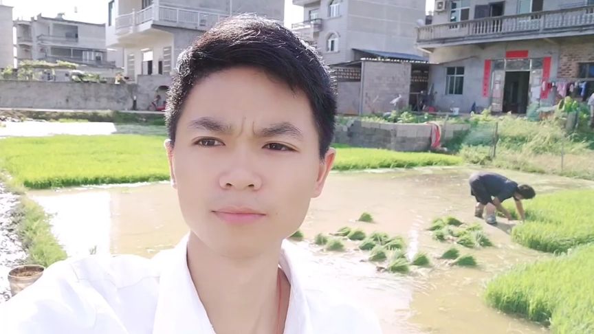 看一下农村是怎么种水稻的,面朝黄土背朝天,你们有没有插过秧