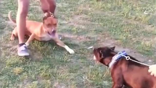 美国比特犬见到狗子就想打架,这凶狠劲儿,一般人真不敢养