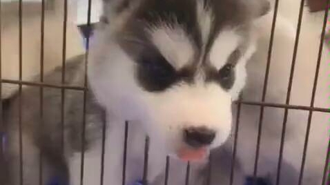 【金毛二哈田园犬】搞笑的狗狗视频小片段