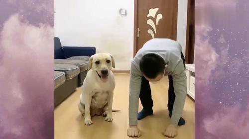 狗狗模仿的一摸一样 如出一辙