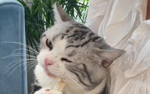 回答粉丝的几个问题:怎么训练猫咪撒娇#和吴磊一起召唤爱宠