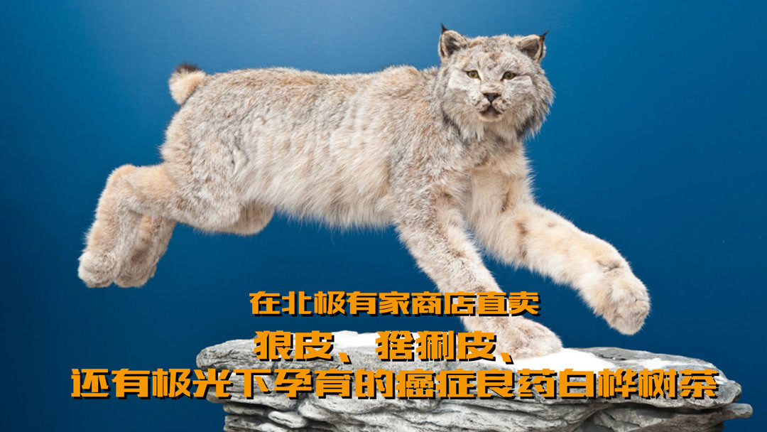 北极有家商店直卖狼皮 猞猁皮 还有极光下孕育的癌症良药白桦树茶