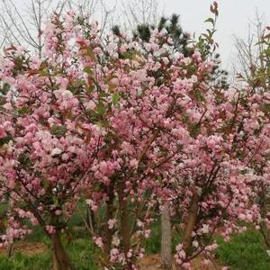 山一川一之一美 