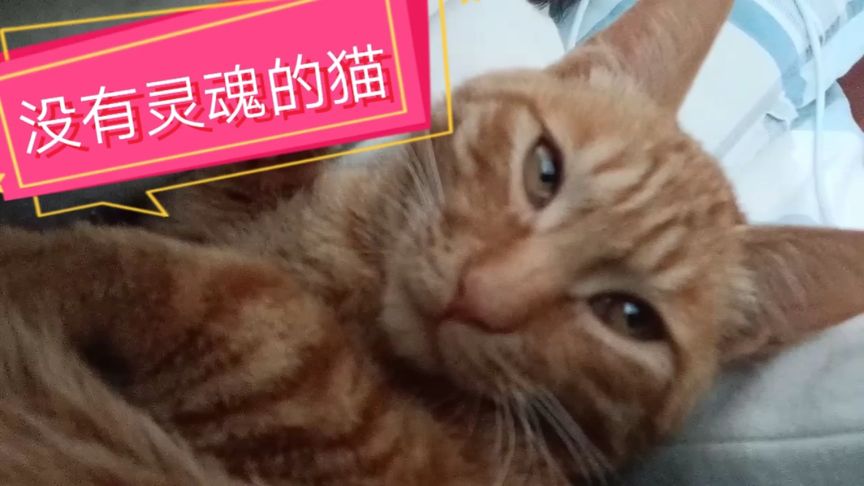 睡觉积极的猫咪 一睡觉就跑到主人怀里结果被主人玩的生无可恋了