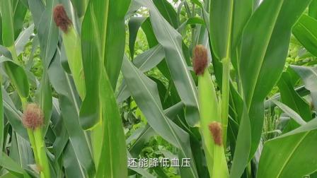 玉米须的这几点用途, 你了解了吗