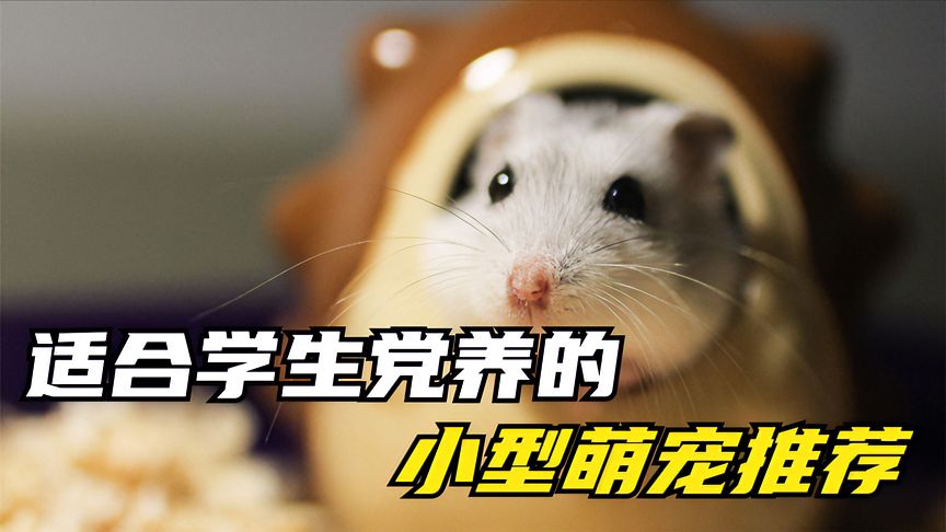 适合学生党养的小型宠物推荐,便宜又好养,你想好养什么了吗