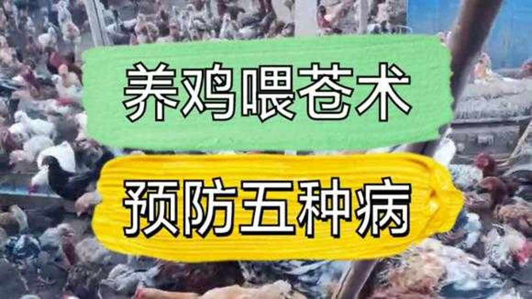 养鸡喂苍术,可以预防鸡的五大疾病,一起来看看吧????