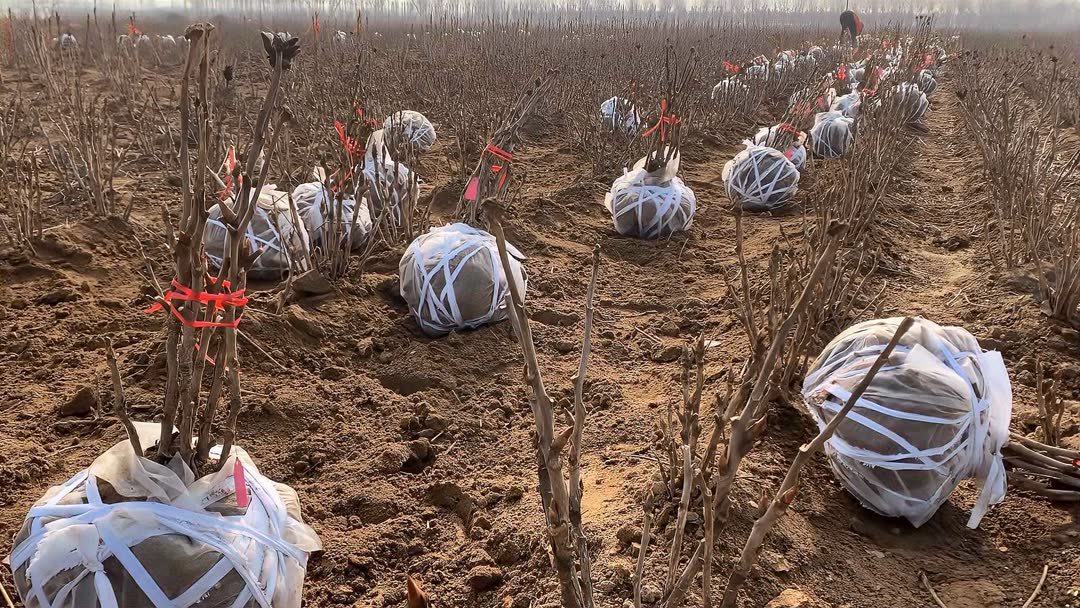 牡丹秋冬季都可以移植但移植方法不对成活率肯定受影响