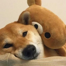 小时候挺喜爱动画 