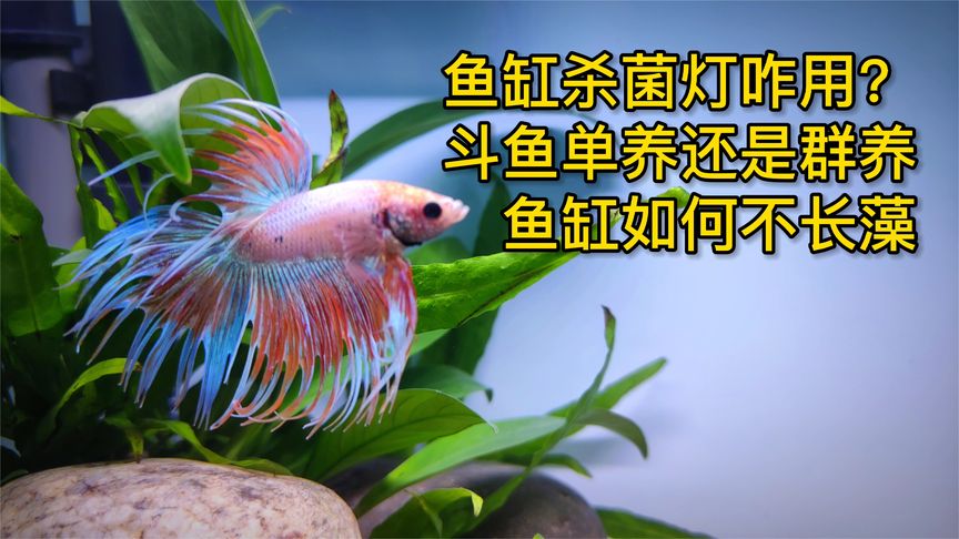 鱼缸杀菌灯能放过滤器吗?斗鱼群养还是单养,鱼缸不长藻的方法