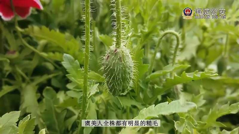 健康人生 绿色无毒
