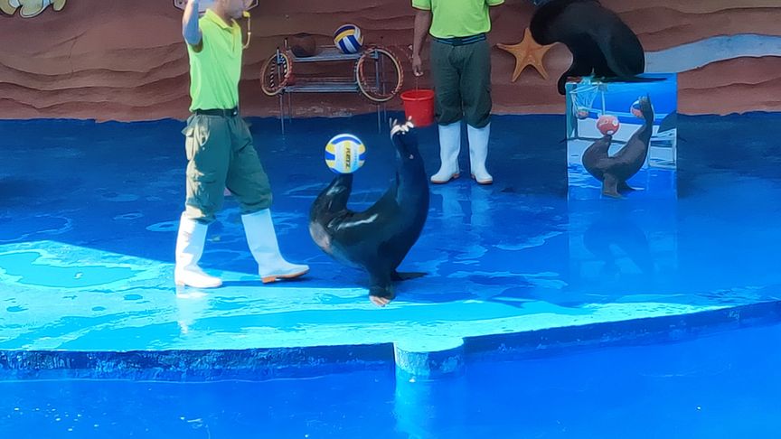 可爱的小动物表演杂技,一时想不起来名字了ߘ