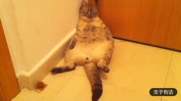 看到这些可爱的猫 我就不信你不笑