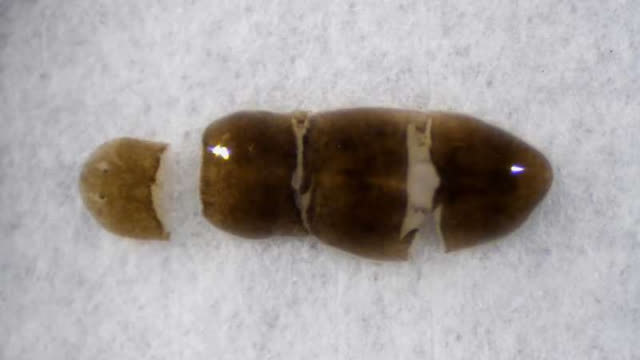 科学家发现,这种微生物切成两段后,能再生为两个新的虫子!