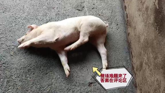 遇到这样的问题你是如何处理的?评论区交流探讨#养猪人#养猪