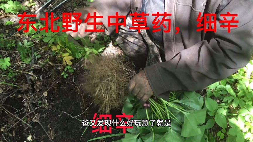 东北野生中草药,细辛。细辛不过钱,不能用多了,用多了小心中毒