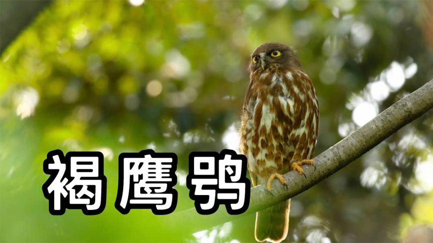 国家二级保护动物:褐鹰鸮