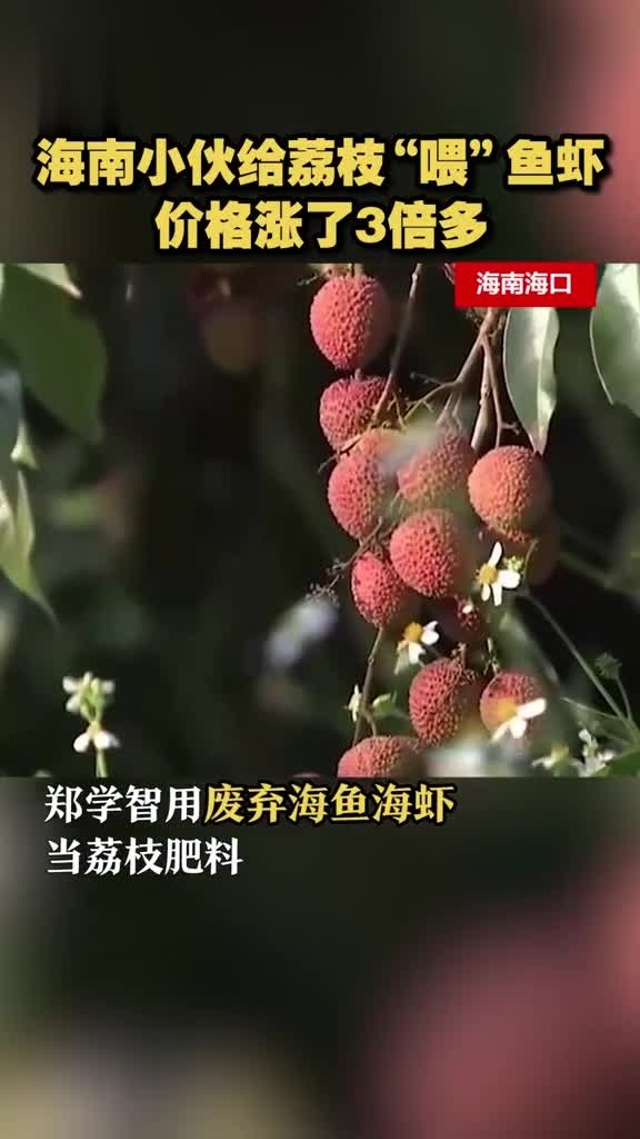 海南小伙给荔枝"喂"鱼虾 价格涨了3倍多