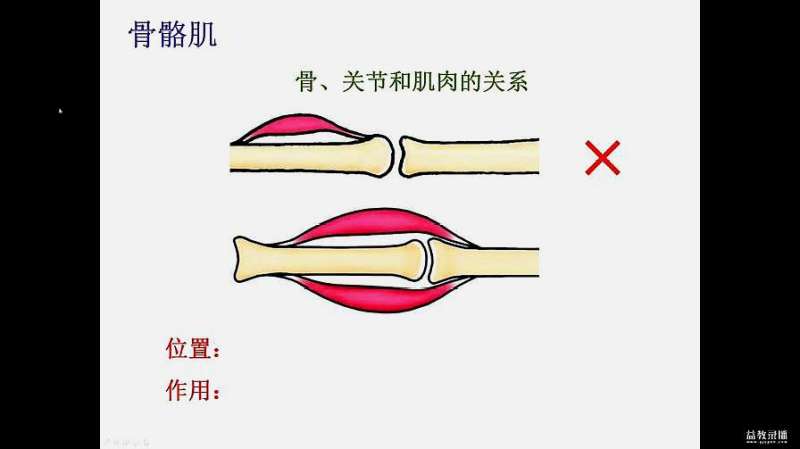 八年级生物教学之动物的运动(三)