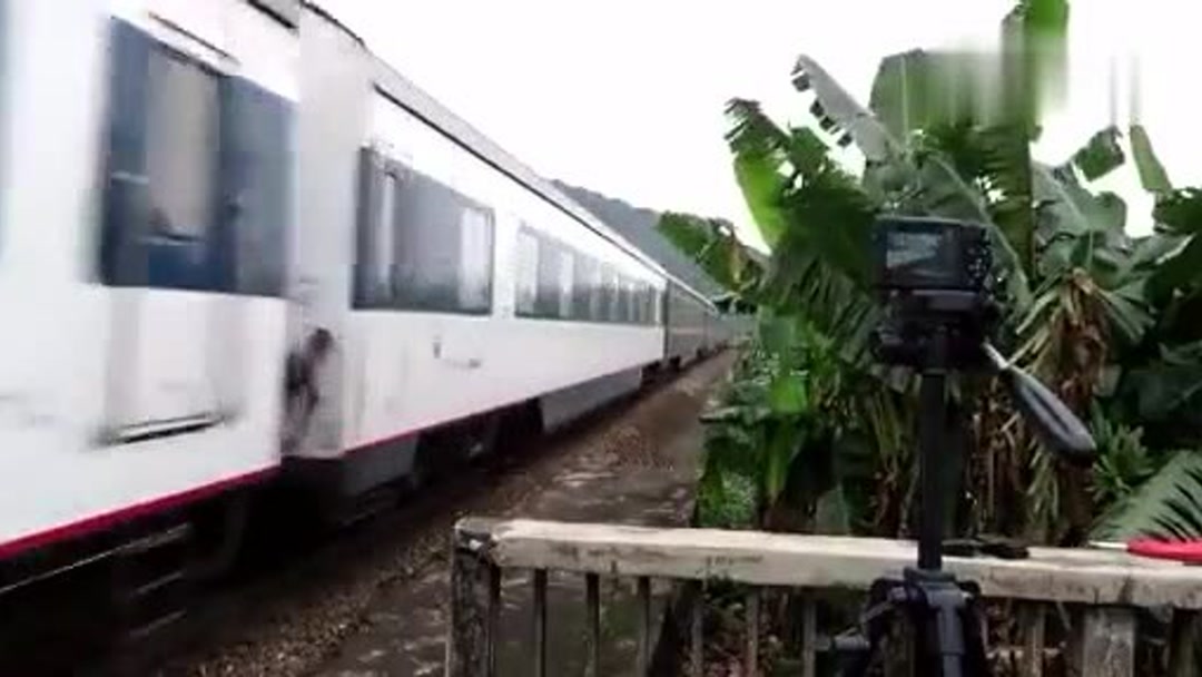 不是火车站也能上下车!Z201次停靠三茂线鼎湖山乘降所