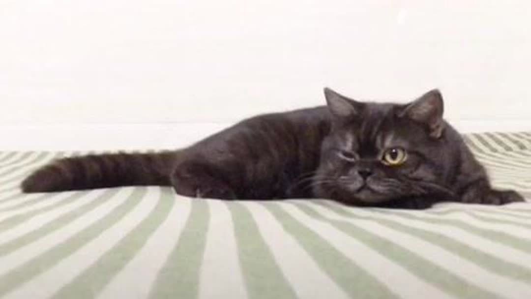 最近比较火的眨眼BGM,配上喵星人的wink,太萌了