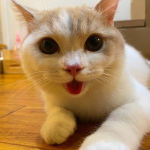 我做饭还可以 