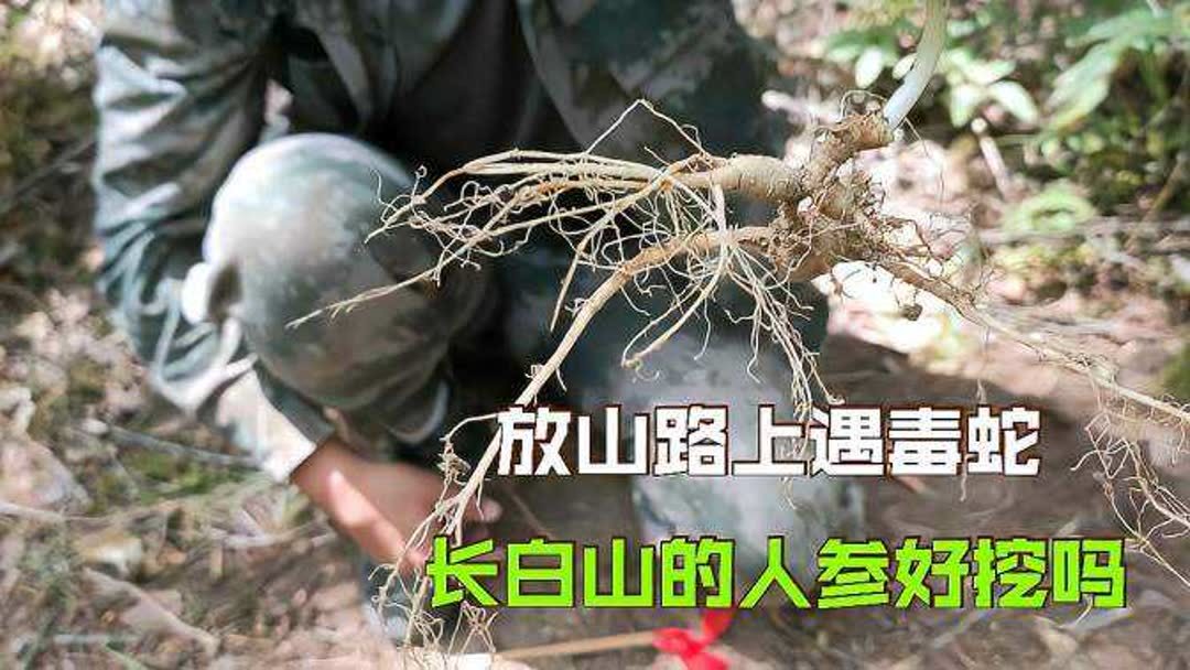 长白山的人参好挖吗?放山路上遇三条毒蛇,人参须把树根包裹了